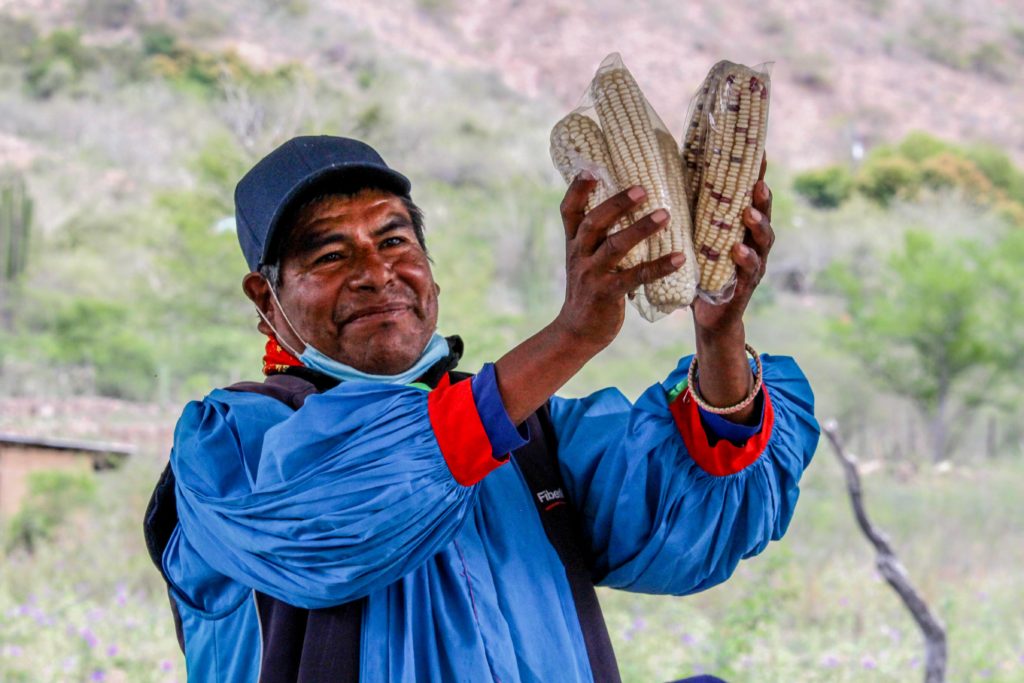 Pueblos Warijó, Ralámuli y Ódami celebran Encuentros del Maíz ...